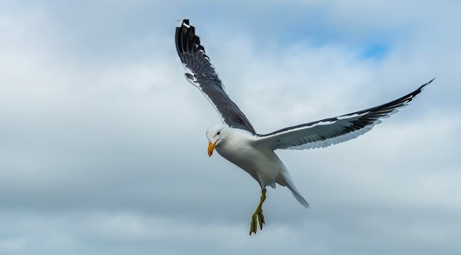 No Day at the Beach: The Destructive Impact of Seagull Managers